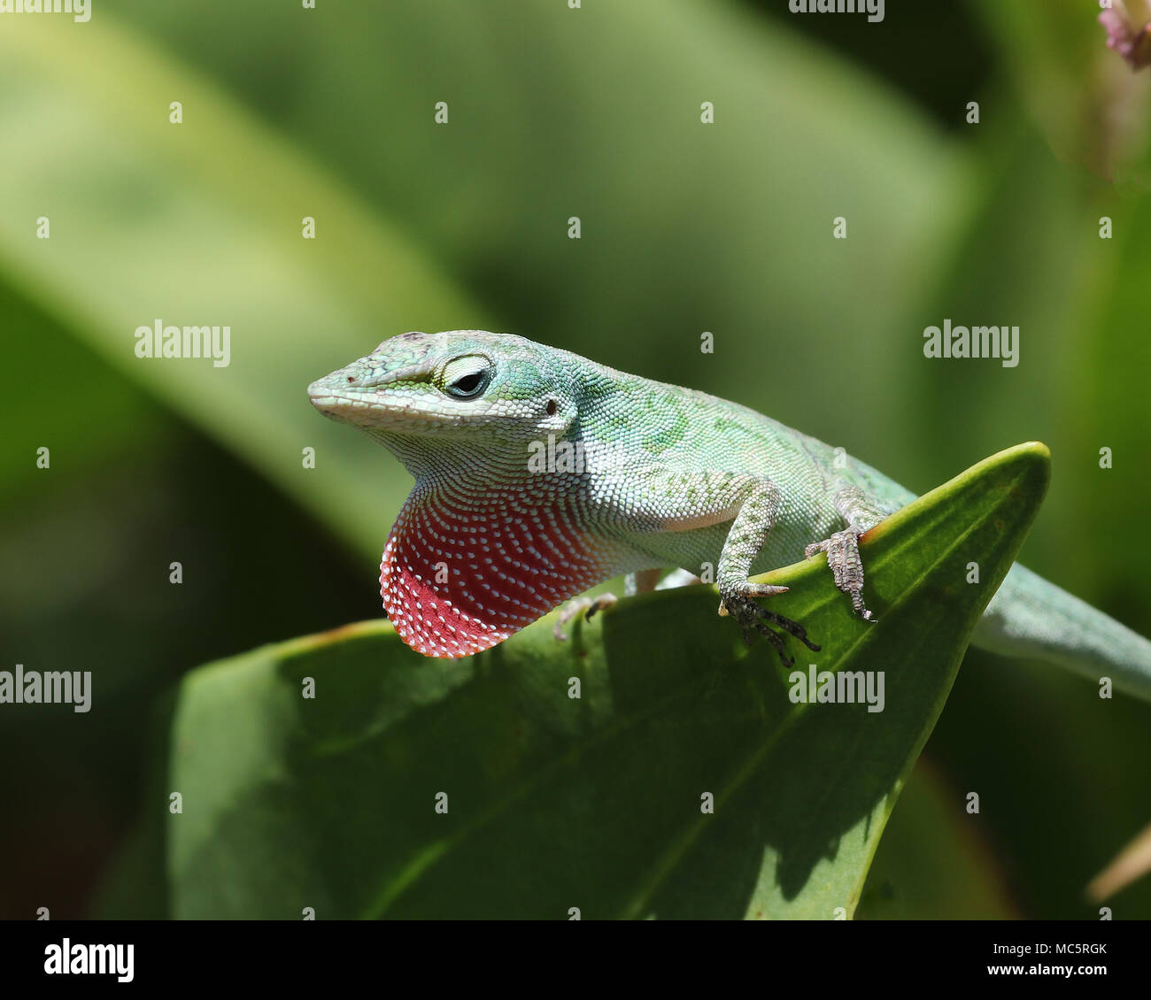 Profile of American green anole lizard with pink dewlap extended while ...