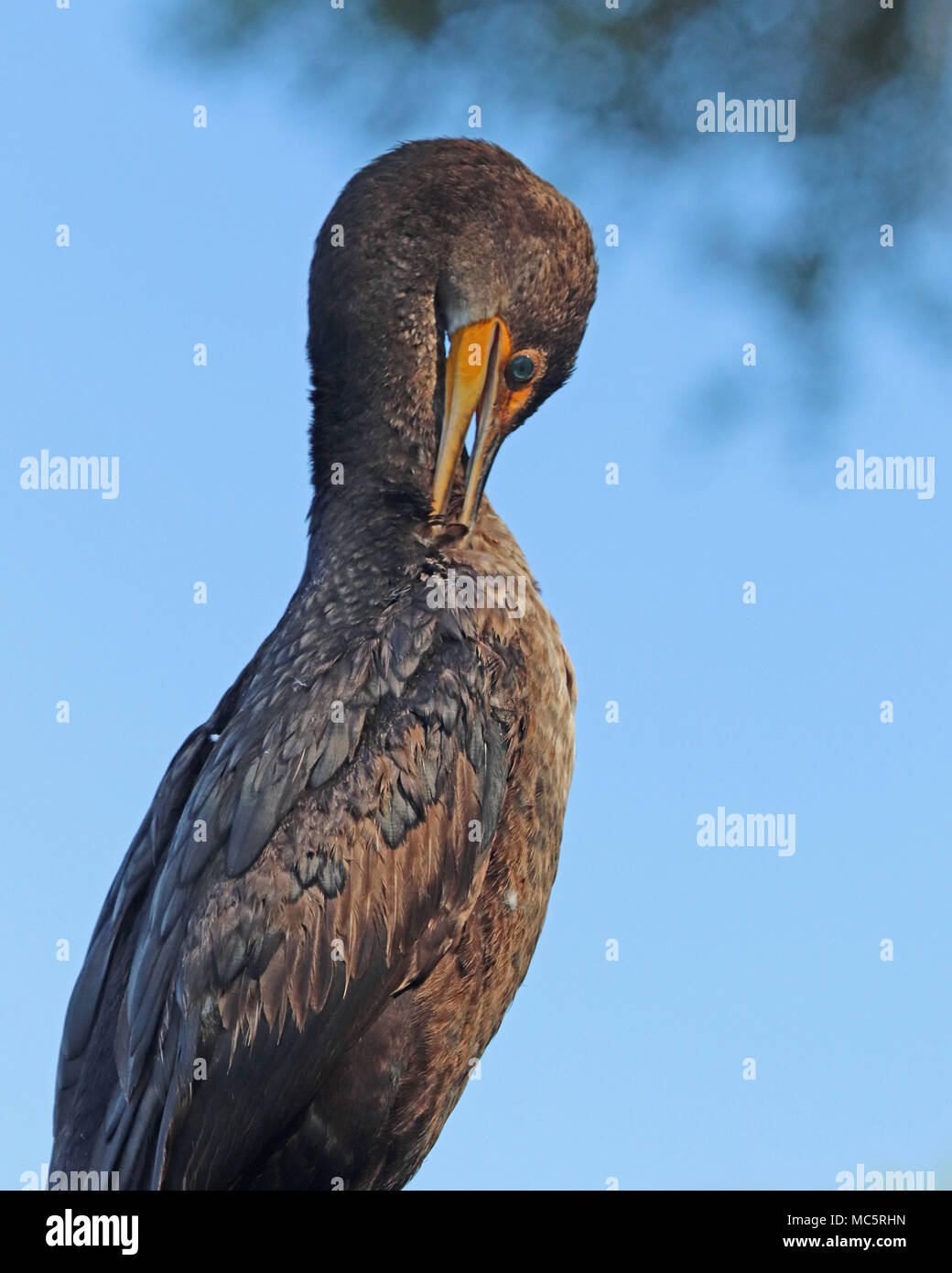 Juvenile double crested cormorant hi-res stock photography and images ...