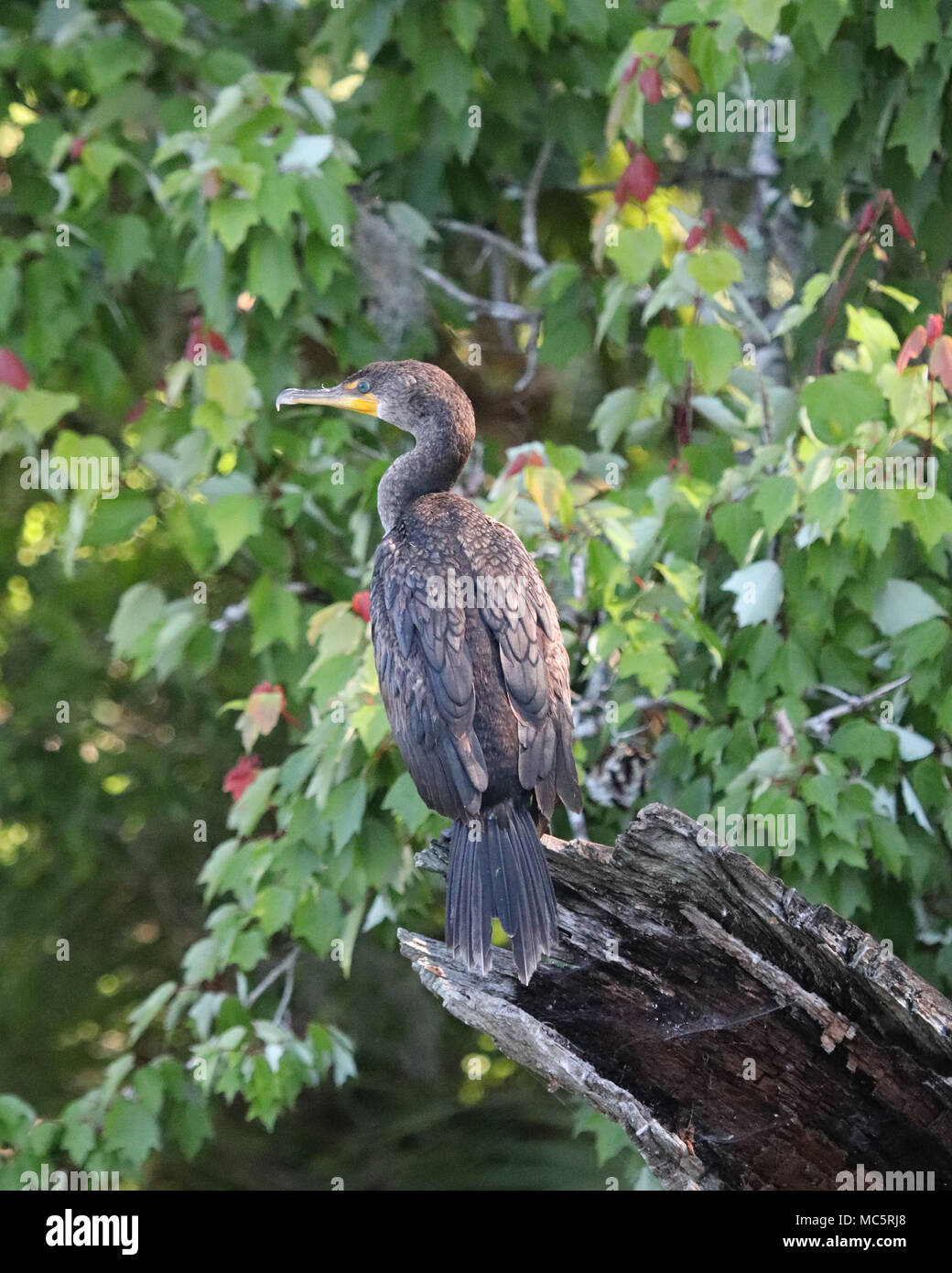 Cormorants are common sights along the rivers in Florida. They have no ...