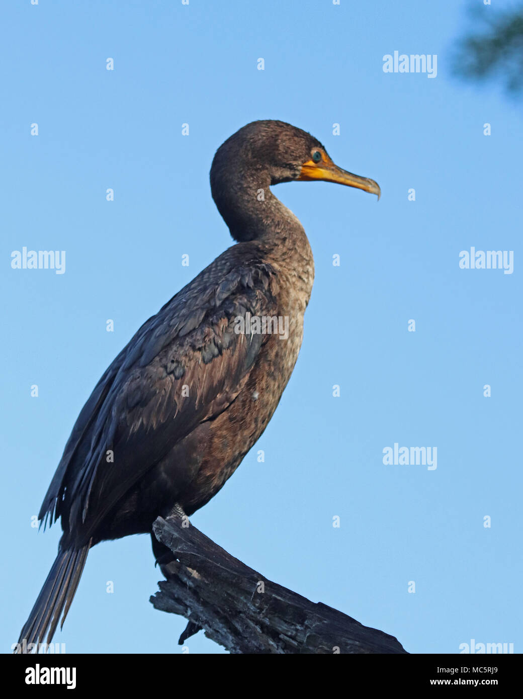 Juvenile double crested cormorant hi-res stock photography and images ...