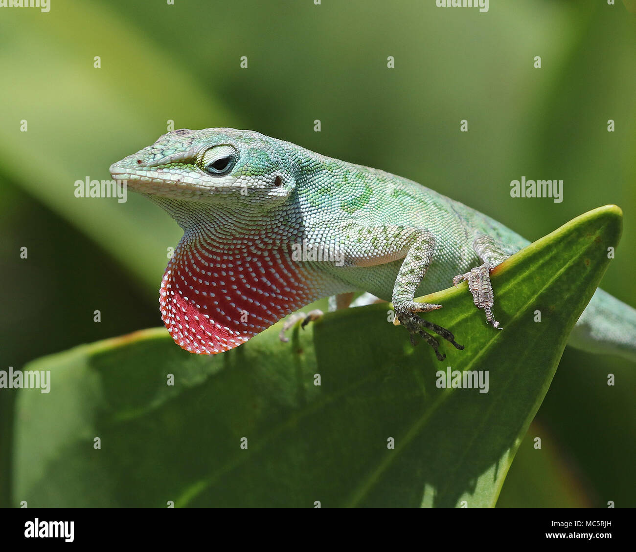 American green anole hi-res stock photography and images - Alamy