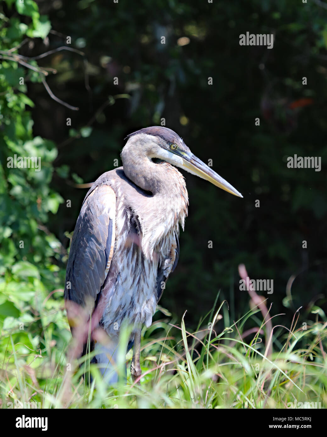Common heron s bill hi-res stock photography and images - Alamy