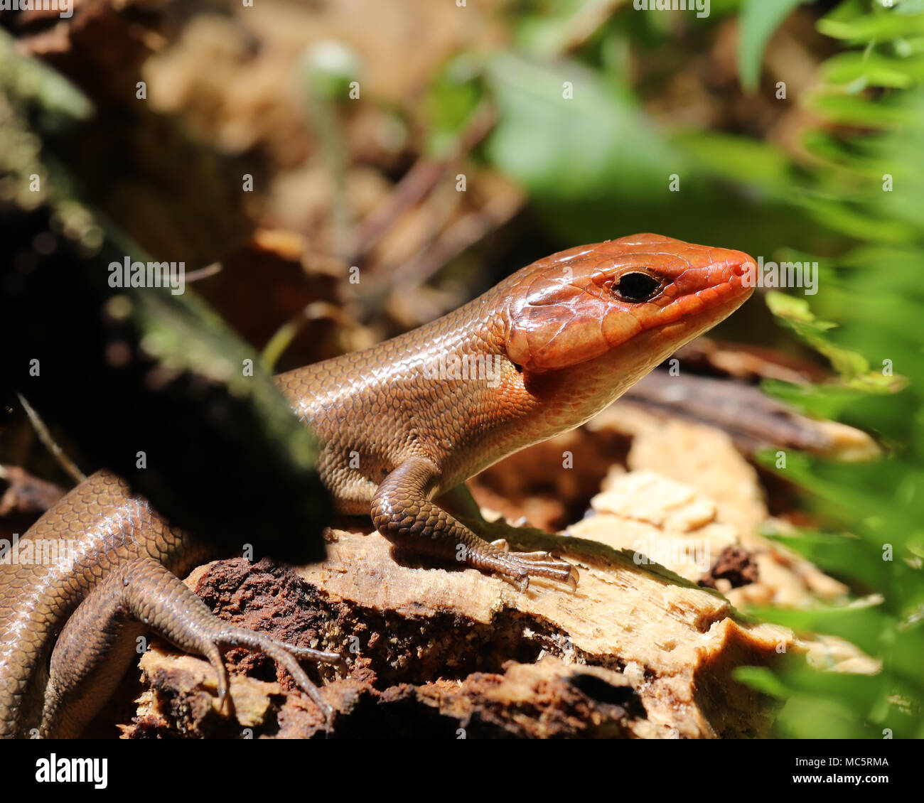 Redhead Skink Lizard