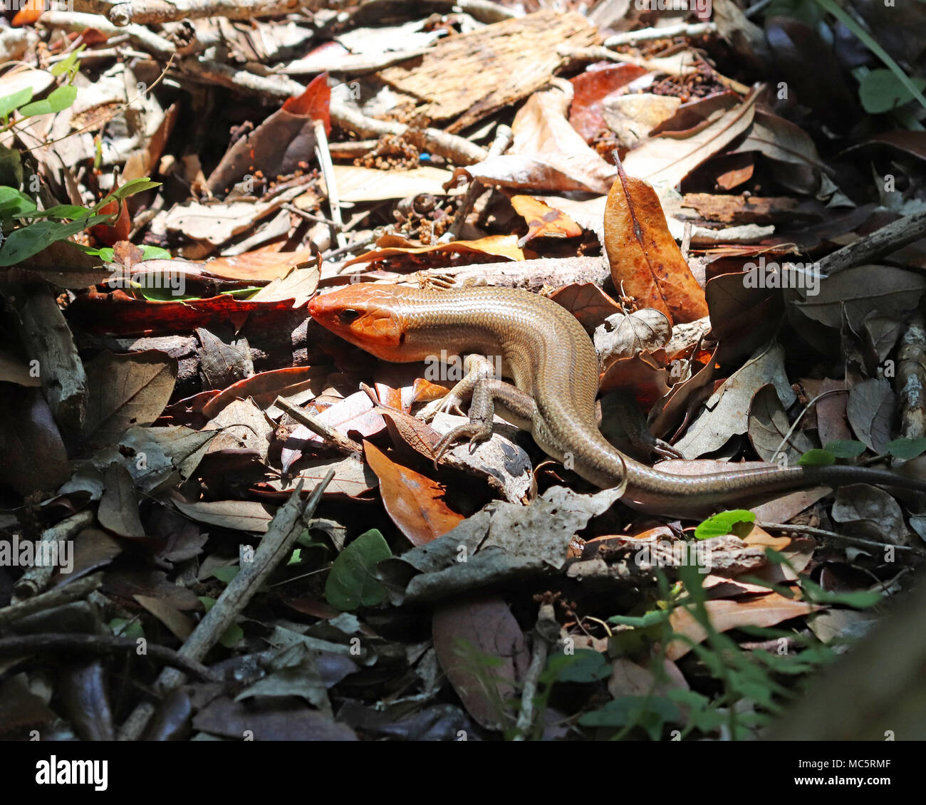 This Broad-headed skink would blend right into the leaves if it wasn't ...
