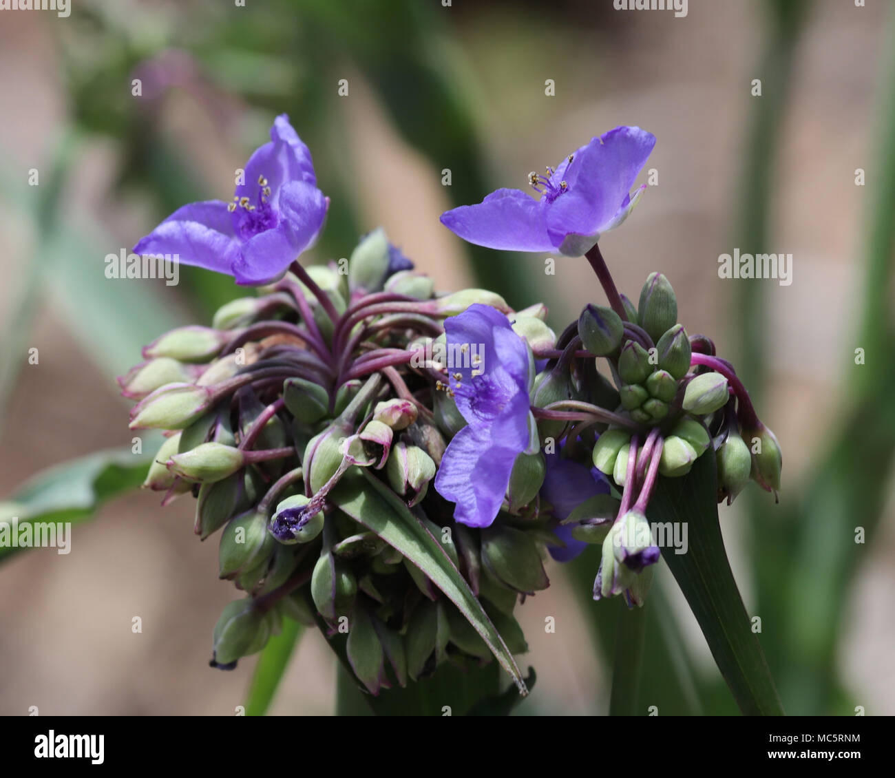 Spiderwort plant at Rainbow Springs State park, Florida Stock Photo - Alamy