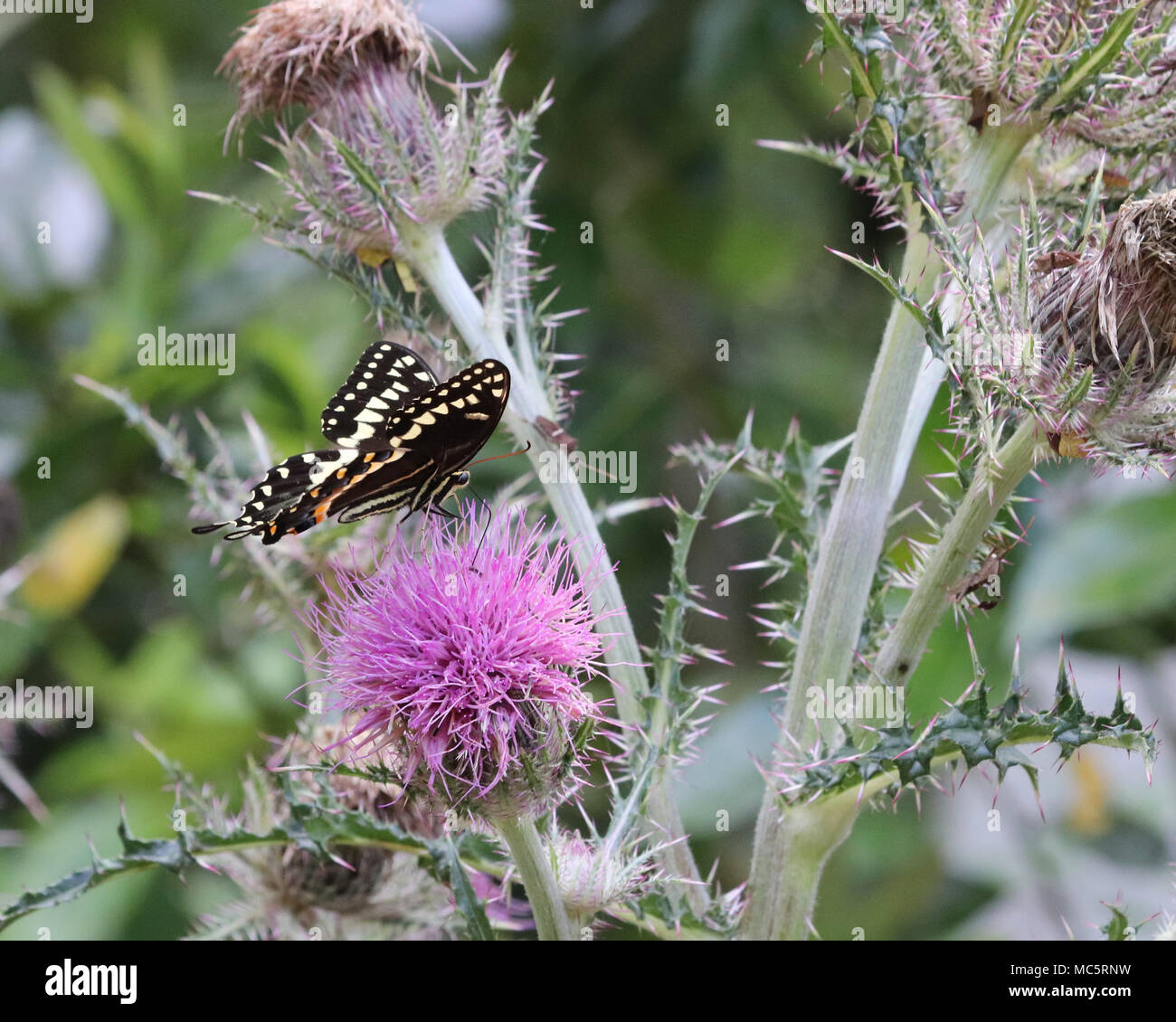 Swallowtail butterfly in profile on purple thistle plant Stock Photo ...