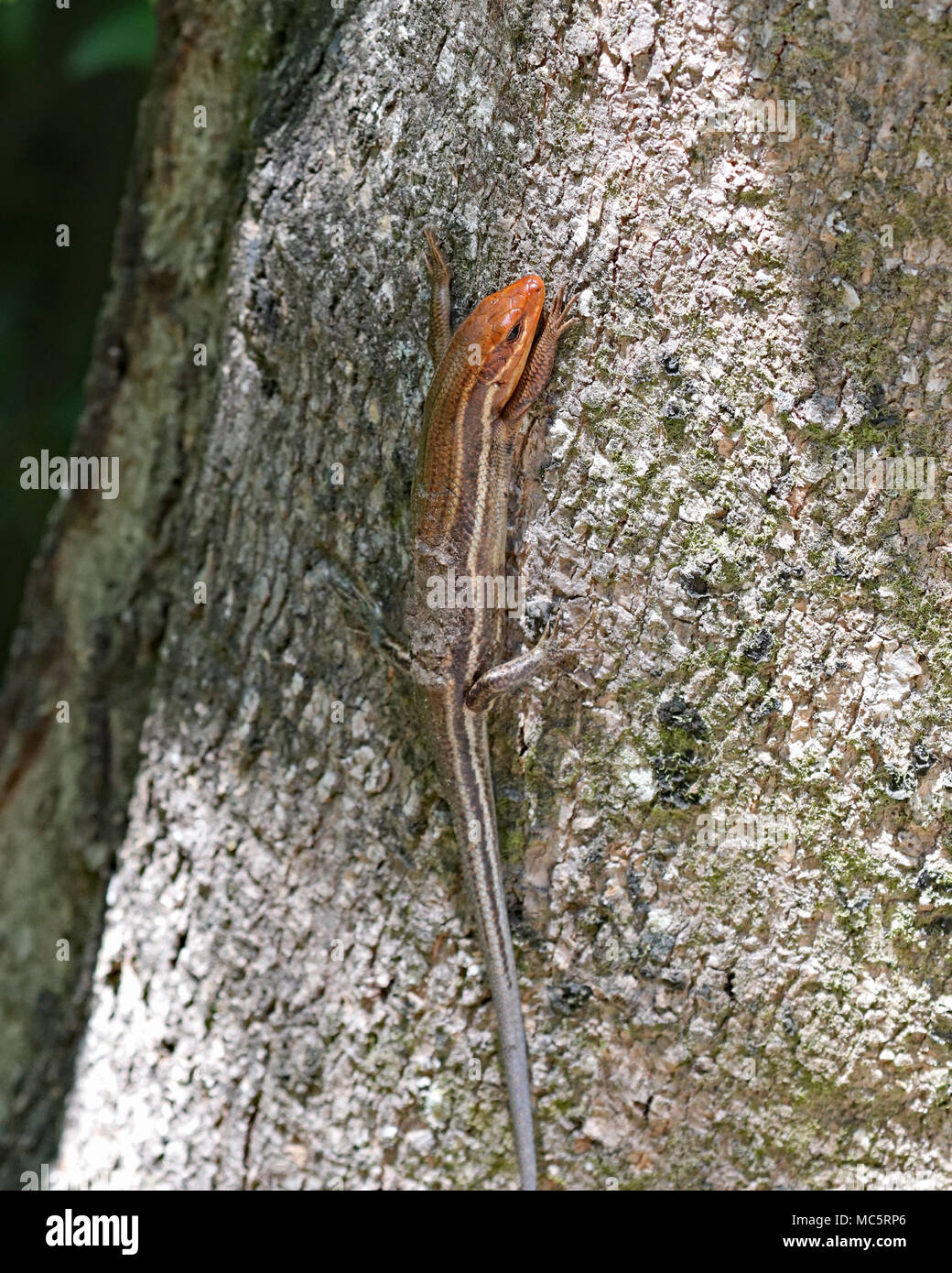 Broadhead skinks will shoot up trees to hide when scared.During ...