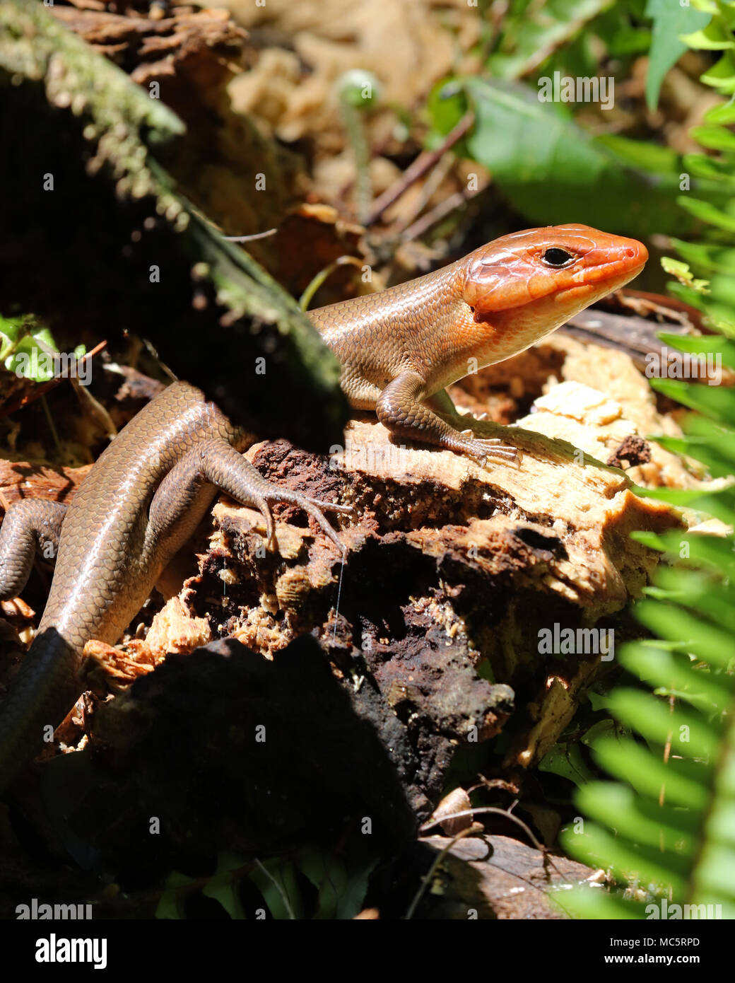 Adult male Broad-headed skink has a wide powerful jaw and turns bright ...