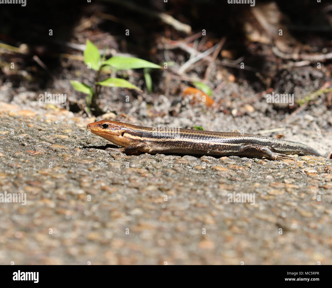 Florida lizards hi-res stock photography and images - Alamy