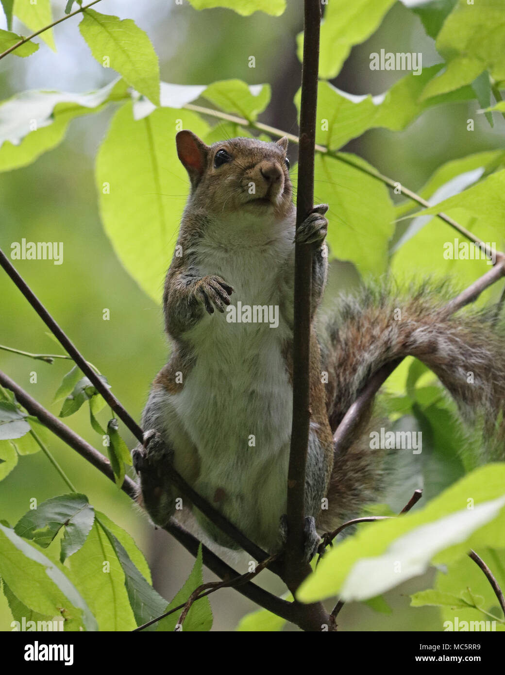 This squirrel couldn't be much cuter as it climbed through the bouncing ...