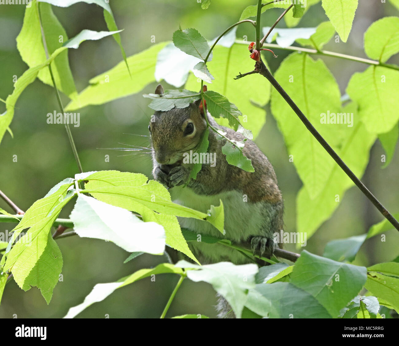Adorable squirrel climbing through small trees to reach the new growth ...