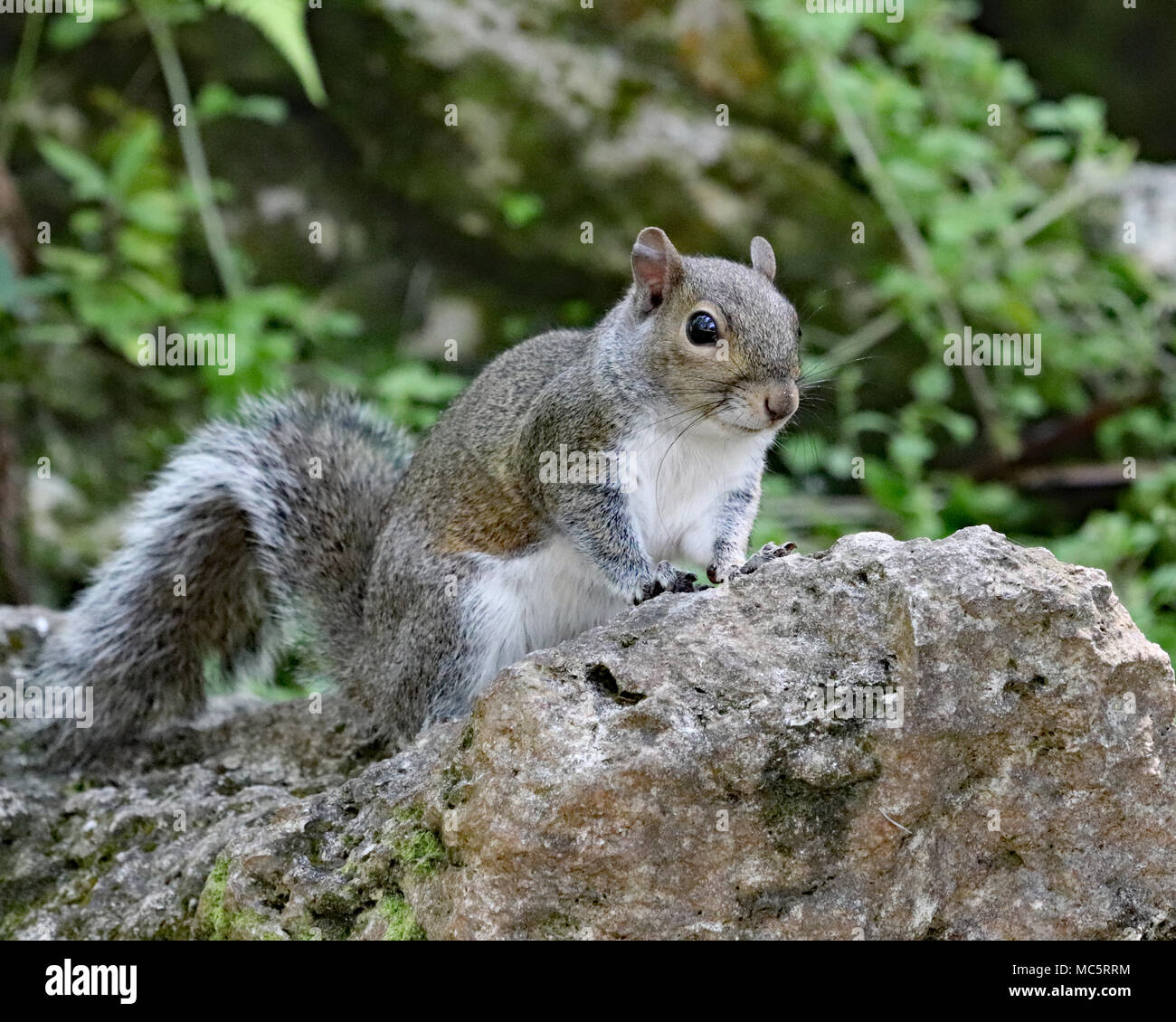 Sciurus carolinensis sciuridae hi-res stock photography and images - Alamy