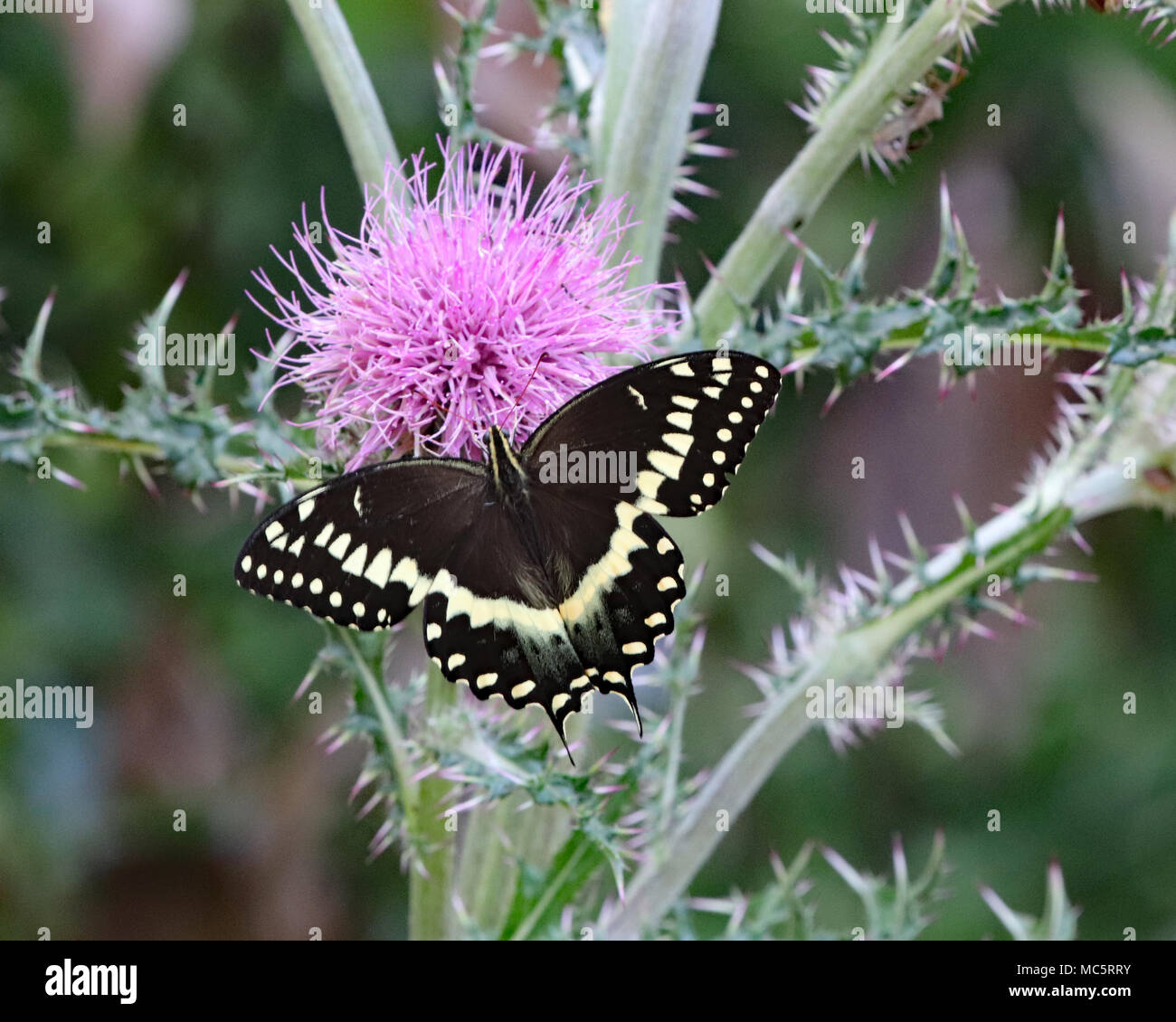 Swallowtail butterfly with wings spread on wild purple thistle plant ...