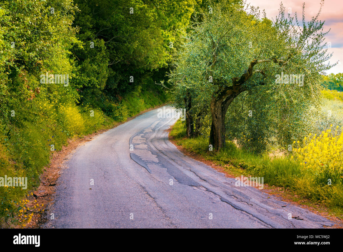 Italy country road hi-res stock photography and images - Alamy