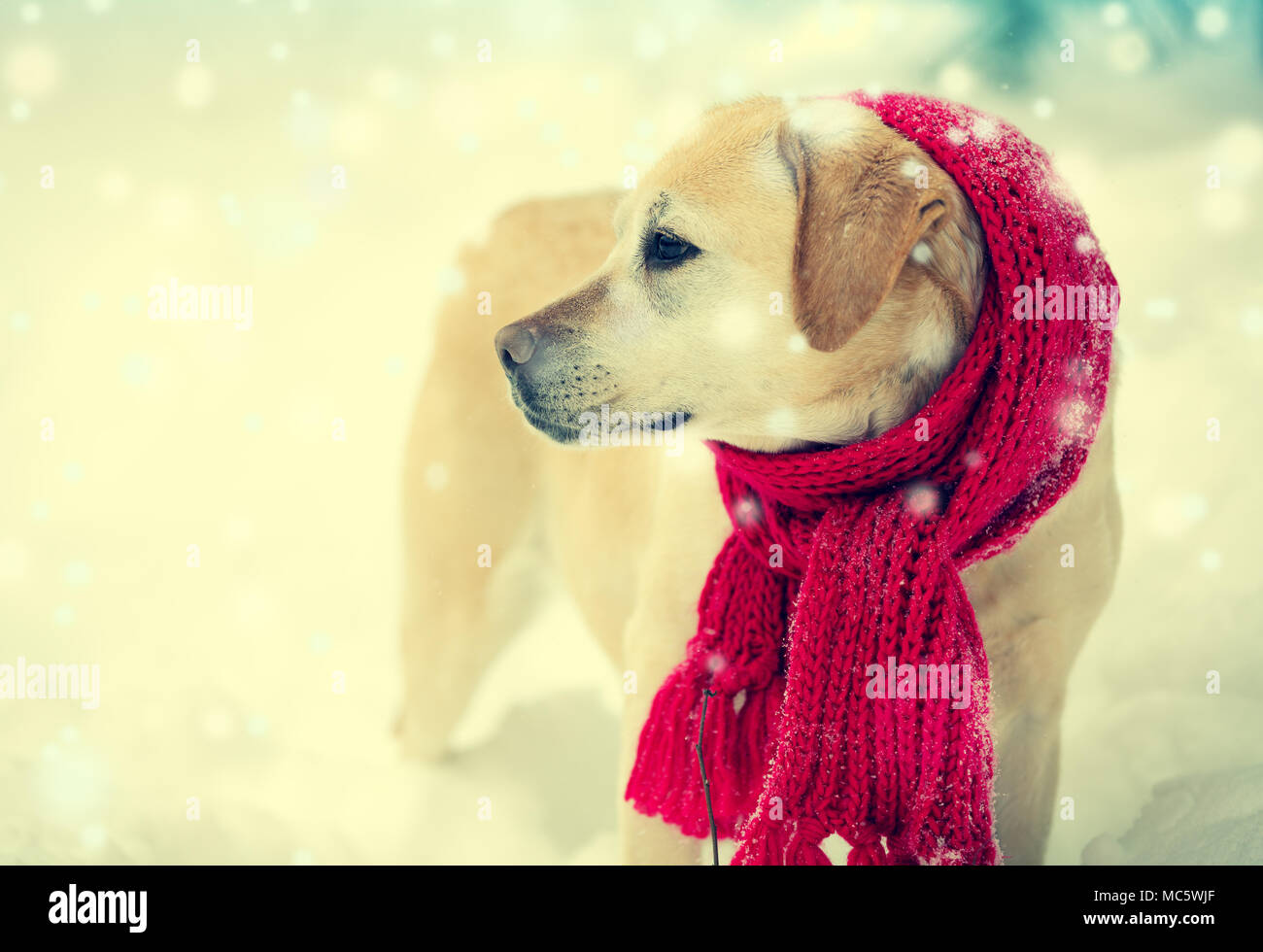 Labrador Retriever Dog, dressed in a red knitted scarf, walks in the ...