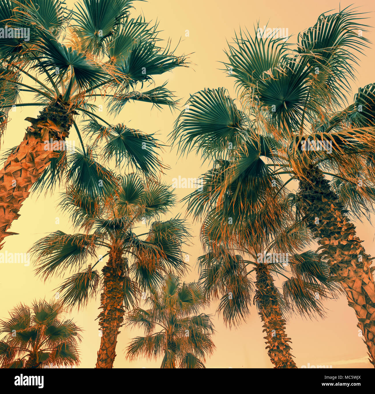 Vintage Palm Tree Background