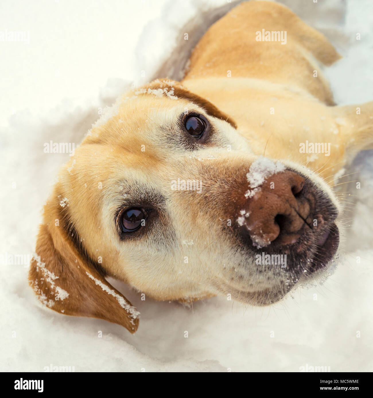 Labrador retriever lying in snow in winter Stock Photo - Alamy