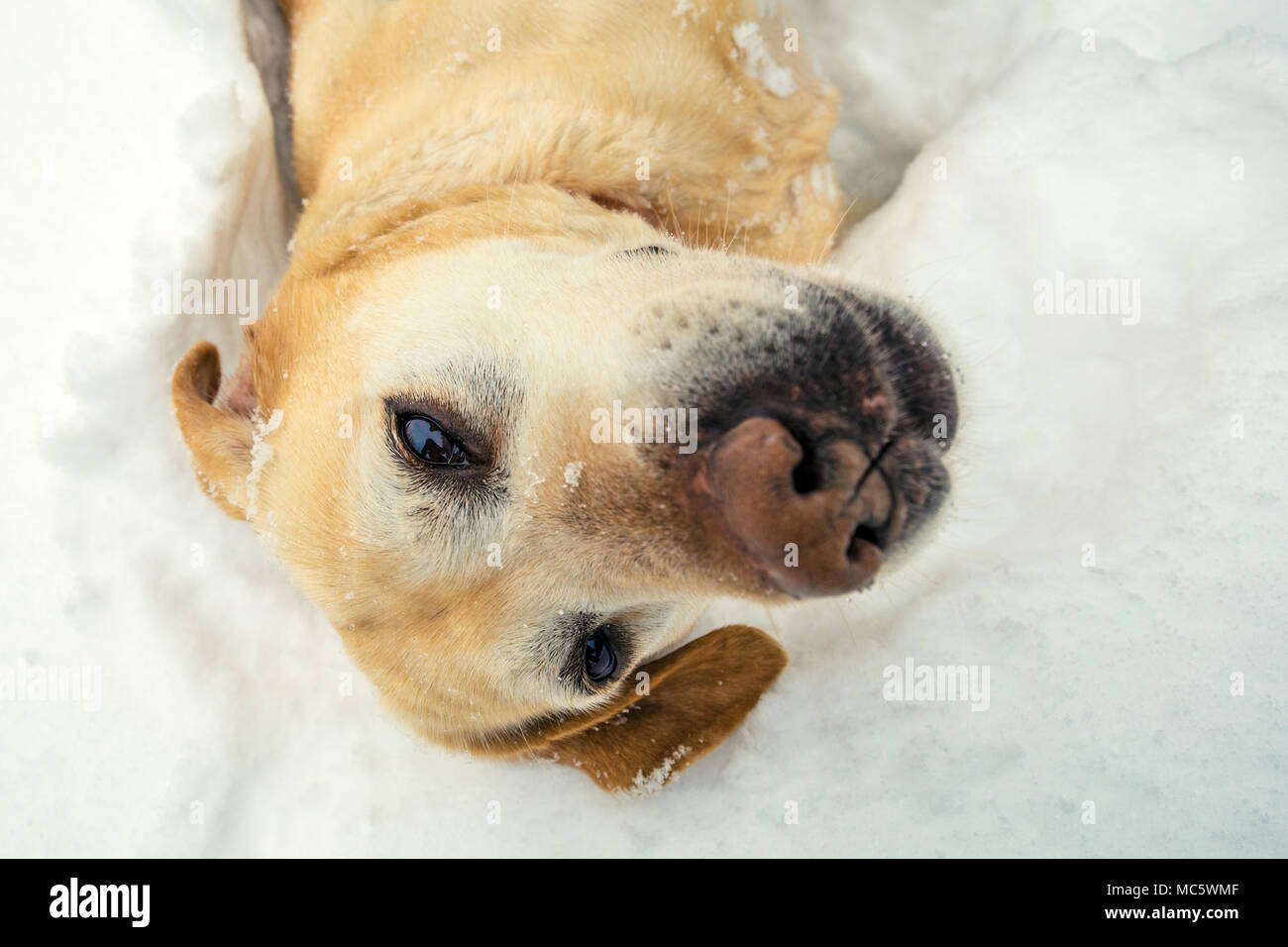 Labrador puppy in snow hi-res stock photography and images - Alamy
