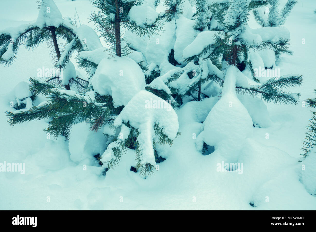 Pine tree covered with snow Stock Photo - Alamy