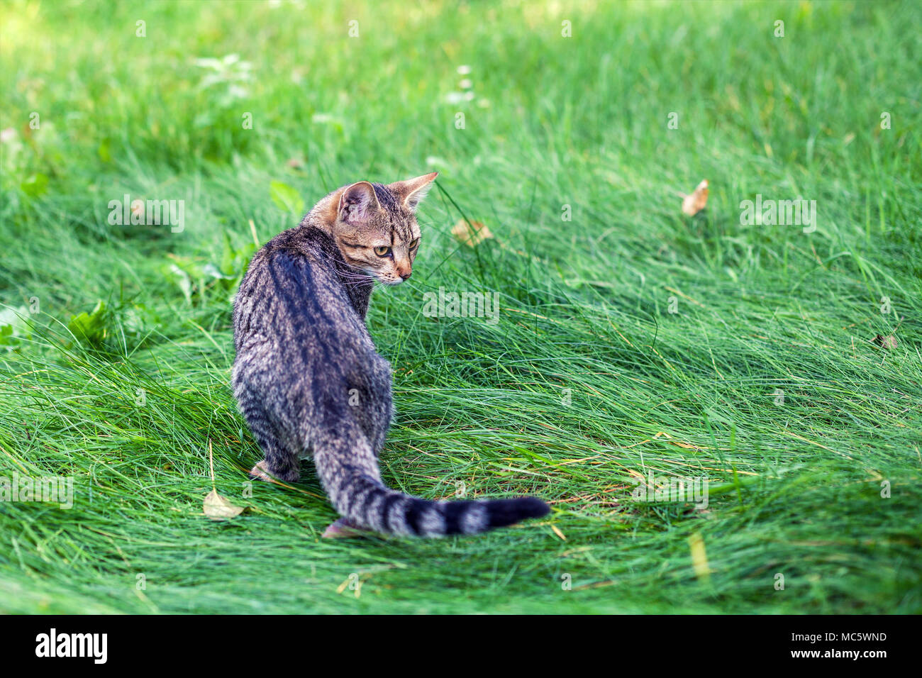 Tabby Cat Walking Back High Resolution Stock Photography and Images - Alamy