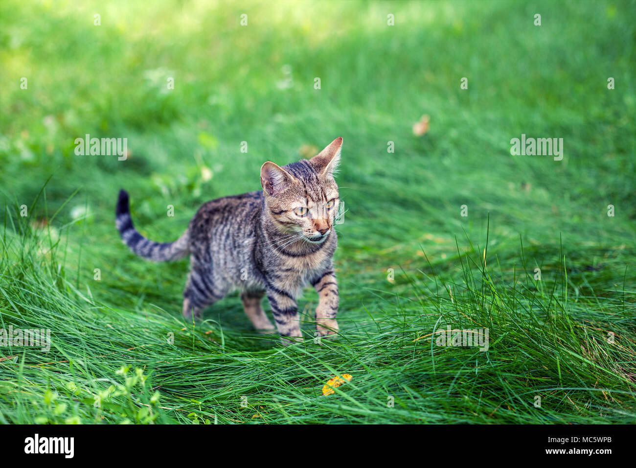 Tabby cat walking back hi-res stock photography and images - Alamy