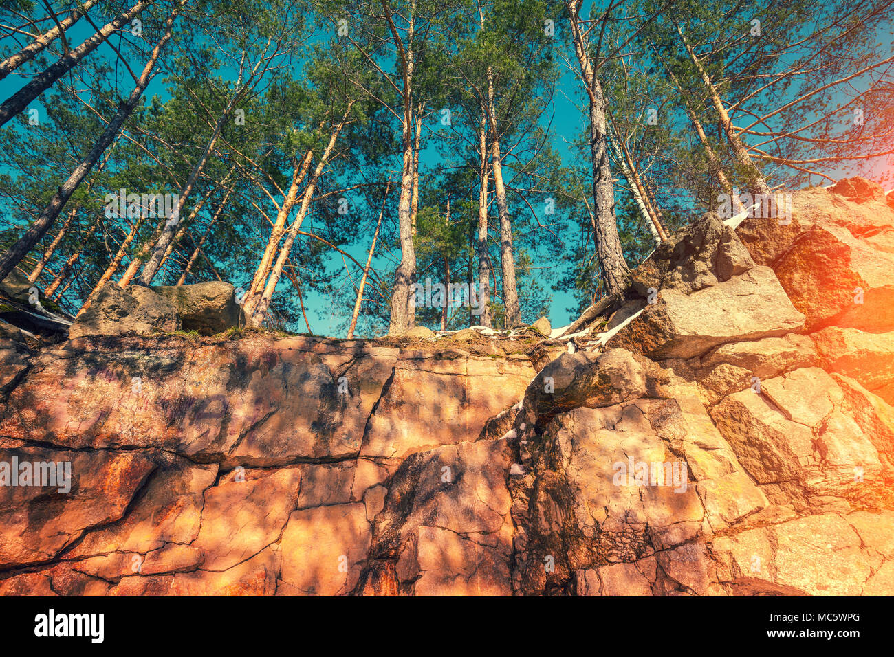 Pines grow hi-res stock photography and images - Alamy