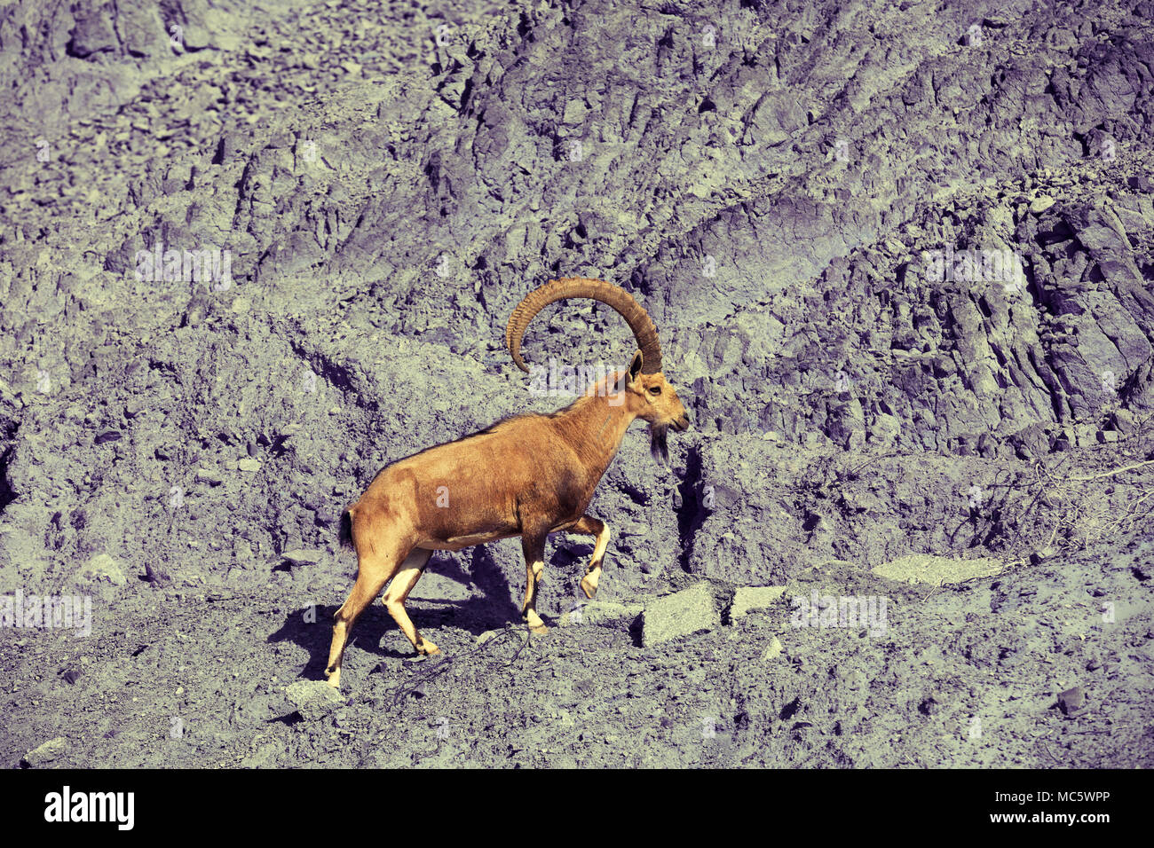 Goat Ibex walking on rock Stock Photo - Alamy