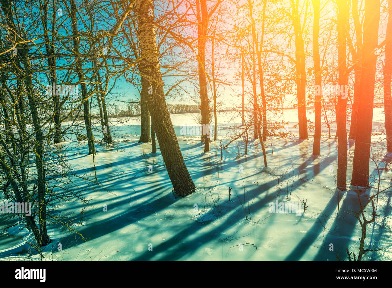 Edge of forest in winter. Floodplain forest. Trees in frozen water ...