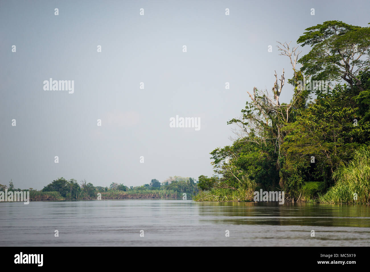 View during Sepik River navigation on a dugout canoe, Est Sepik ...