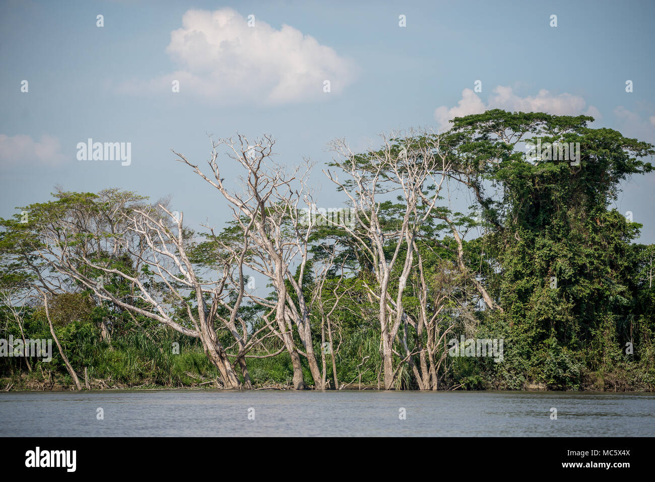 Trees on the shore of the Sepik River, Est Sepik Province, Papua New ...