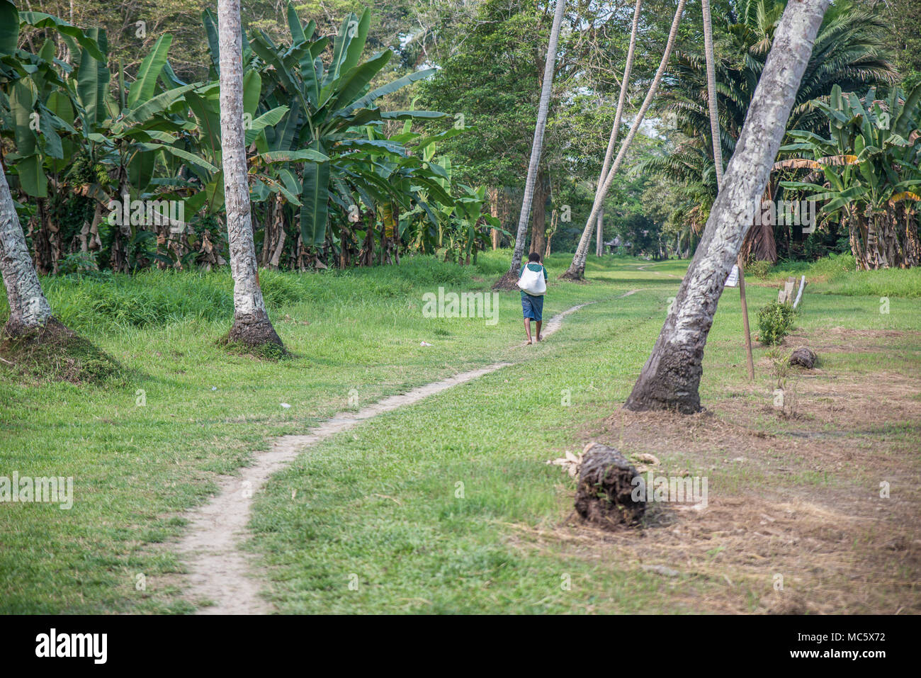 Huge sago palm on the path to Kanganaman Village, East Sepik Province ...