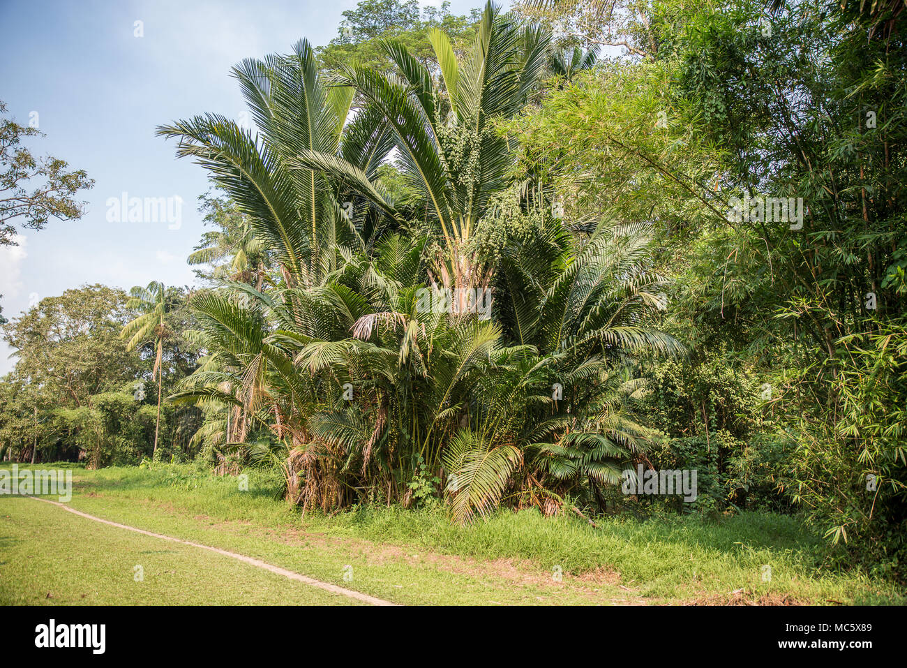 Sago Palm Papua New Guinea High Resolution Stock Photography and Images ...