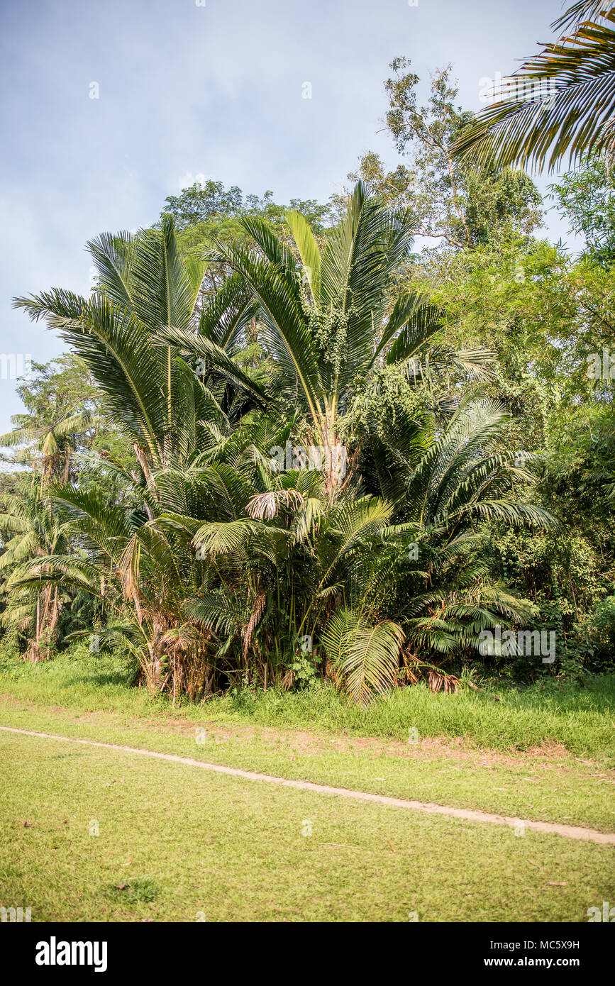 Sago palm papua new guinea hi-res stock photography and images - Alamy