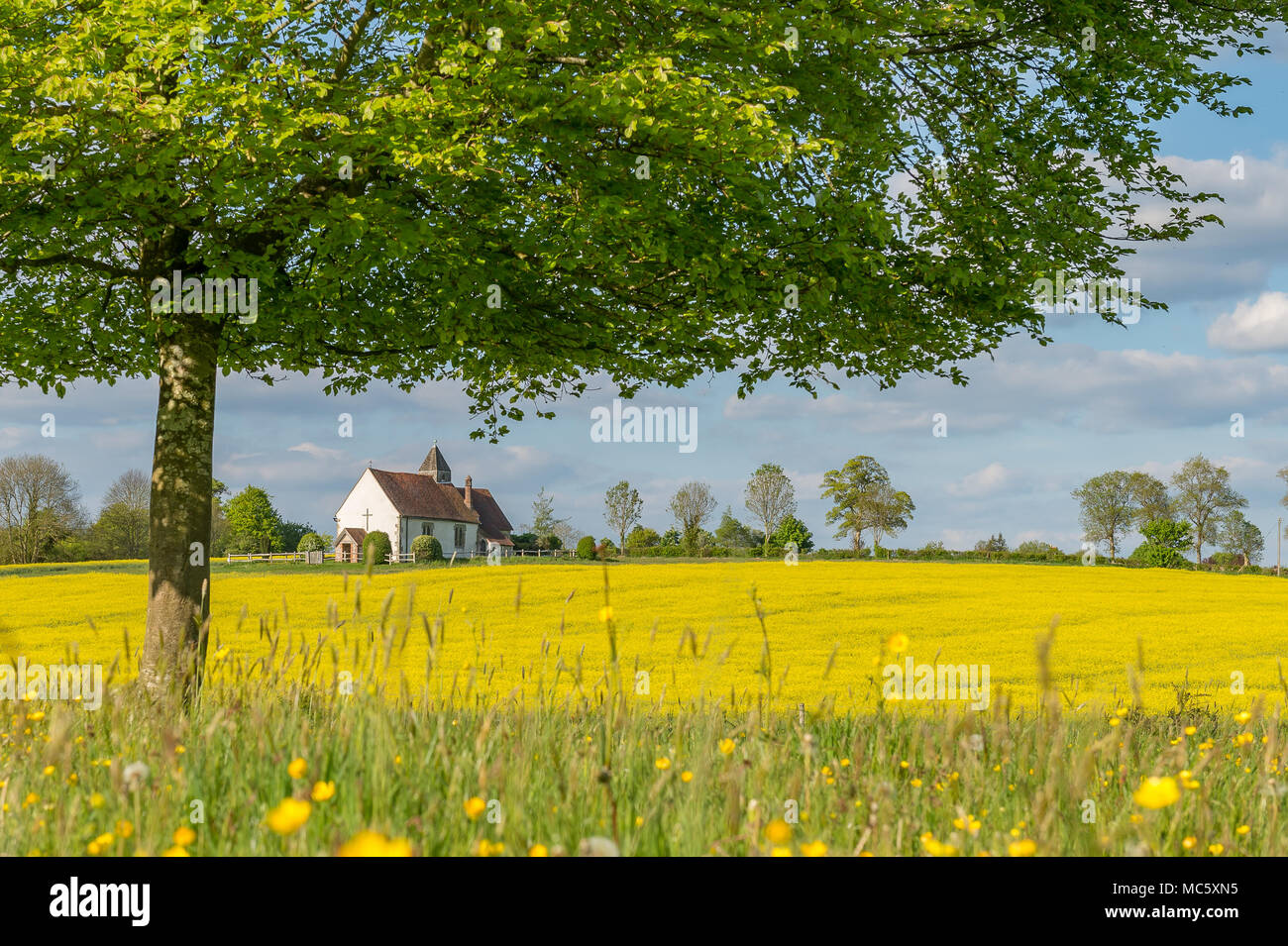 St Hubert's Church with Rapeseed Crops in the Field: Idsworth - UK ...