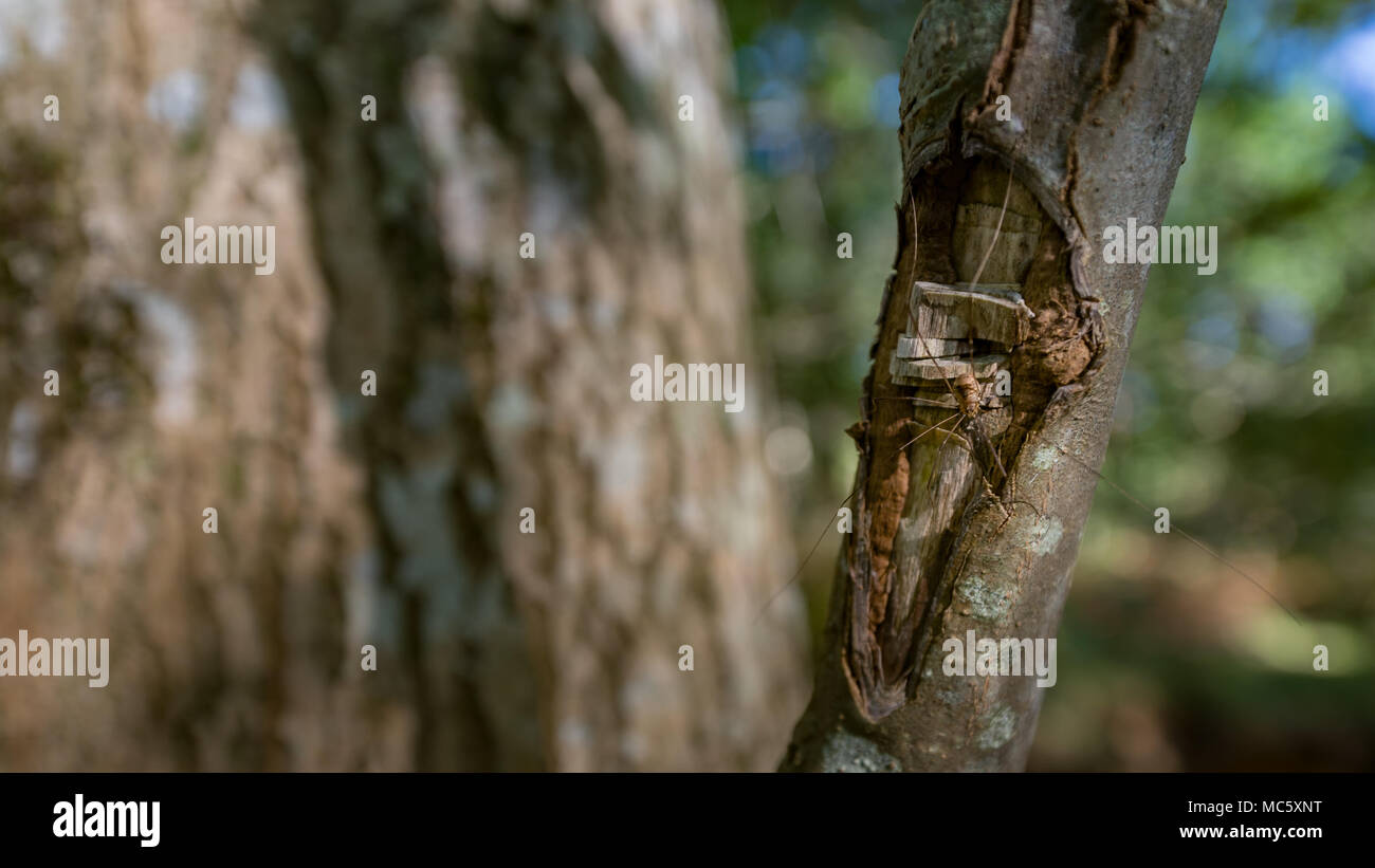 Daddy Long-Legs spider on a Tree in the Forest - UK Stock Photo - Alamy