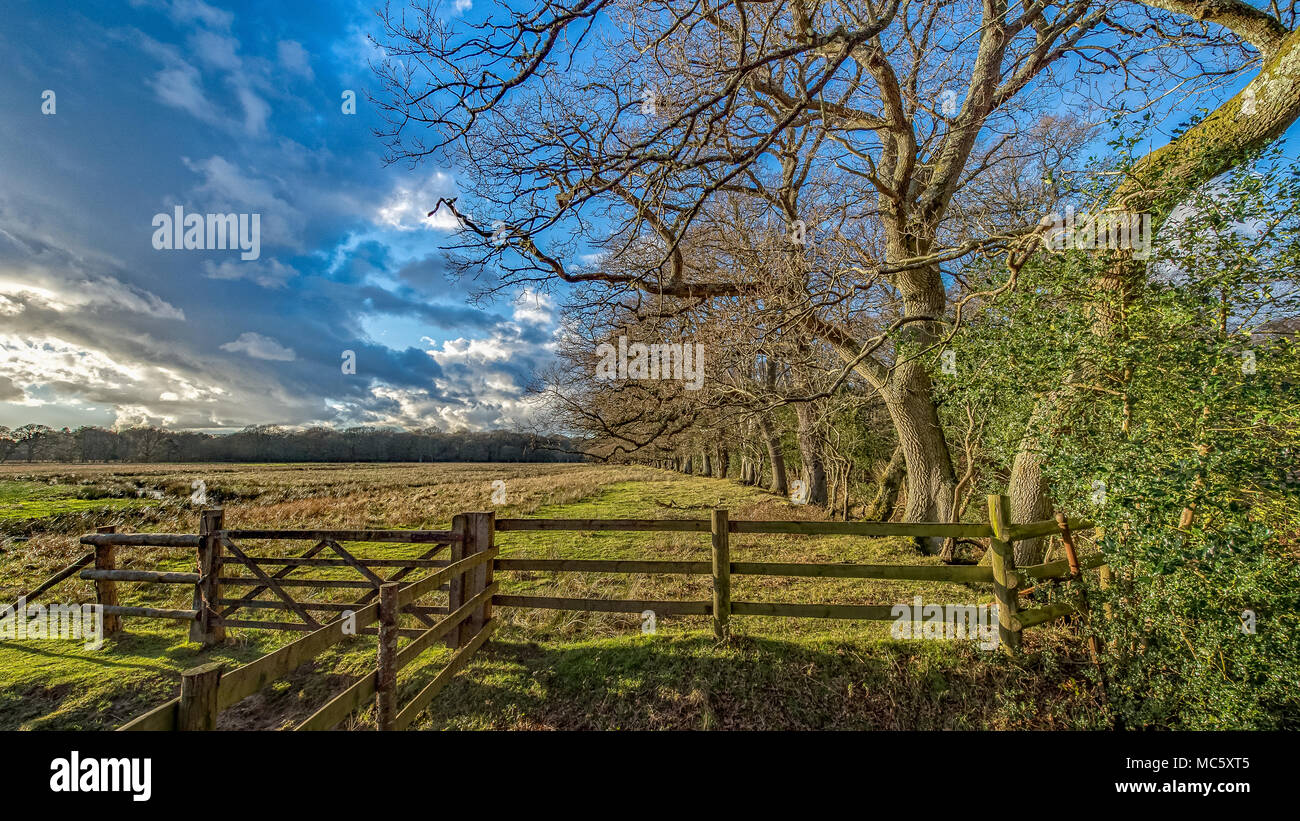 English Field in Winter with Trees and Gate Stock Photo - Alamy