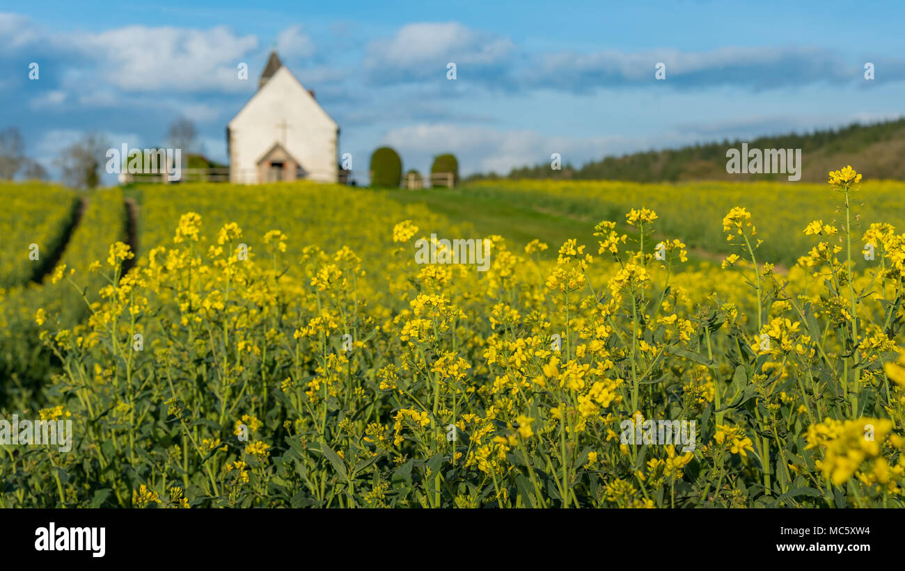 St Hubert's Church with Rapeseed Crops in the Field: Idsworth - UK ...