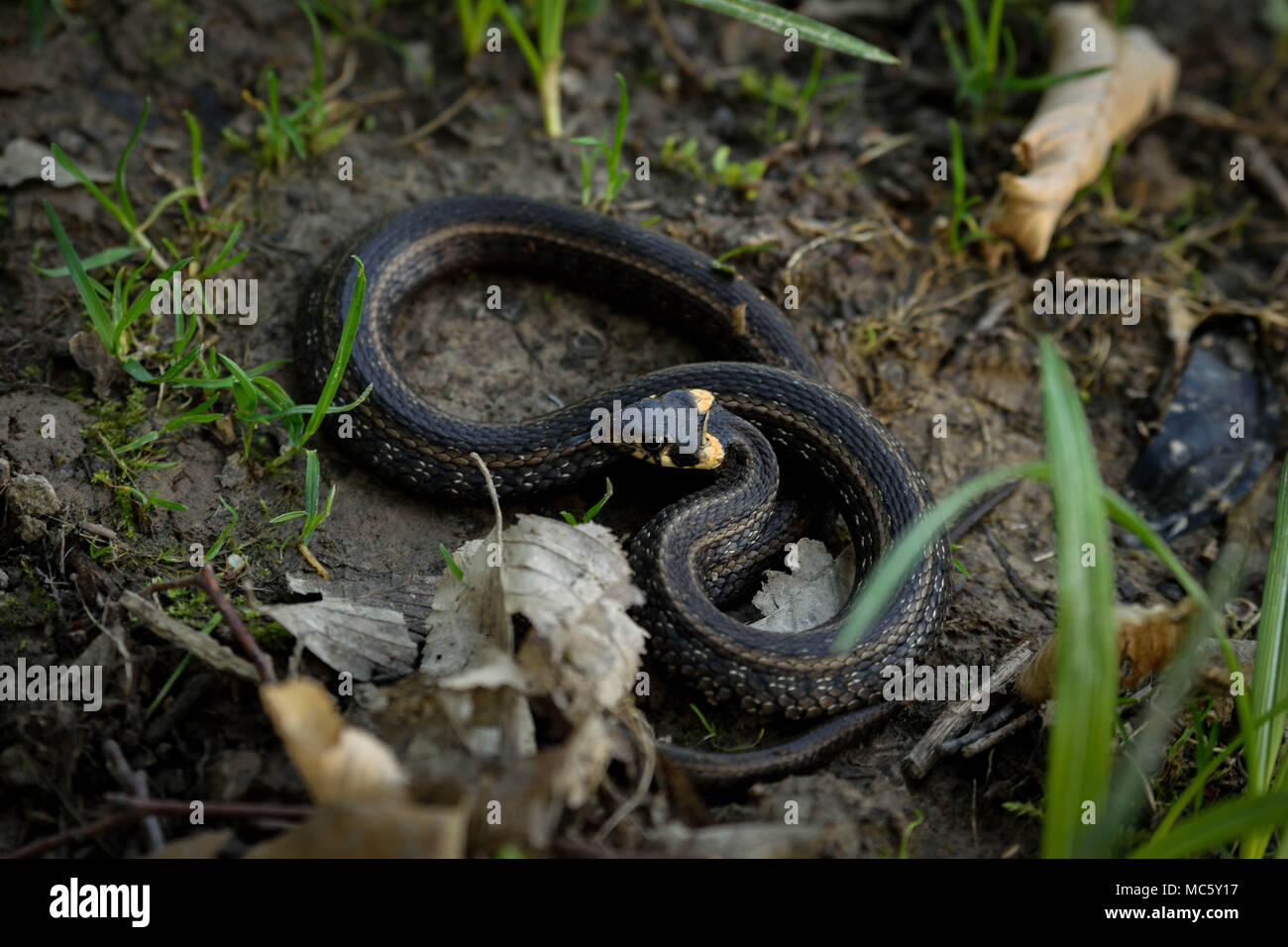 Grass snake natrix adder in hi-res stock photography and images - Alamy