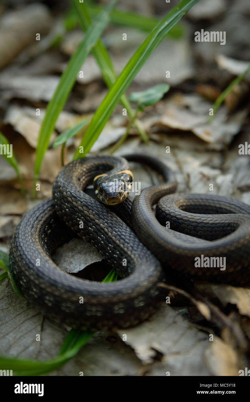 Grass snake natrix adder hi-res stock photography and images - Alamy