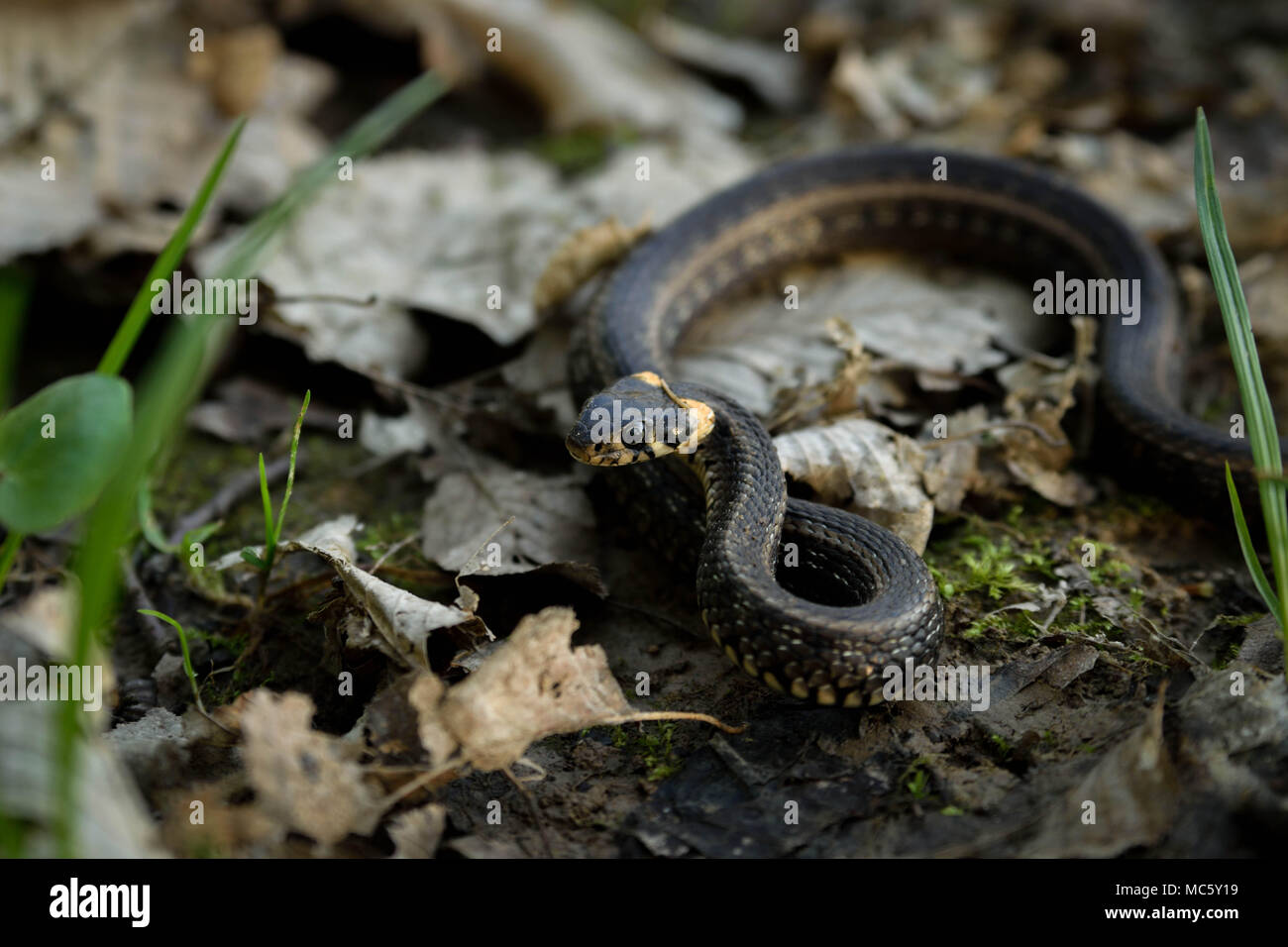 Grass snake natrix adder hi-res stock photography and images - Alamy