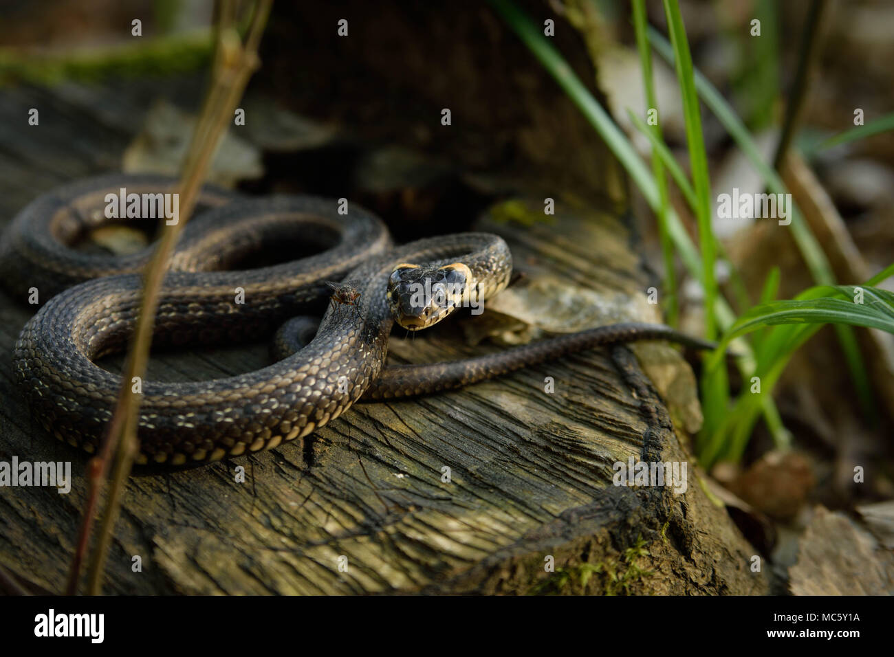 Grass snake natrix adder hi-res stock photography and images - Alamy