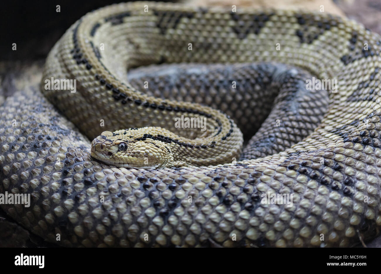 Alethinophidia hi-res stock photography and images - Alamy