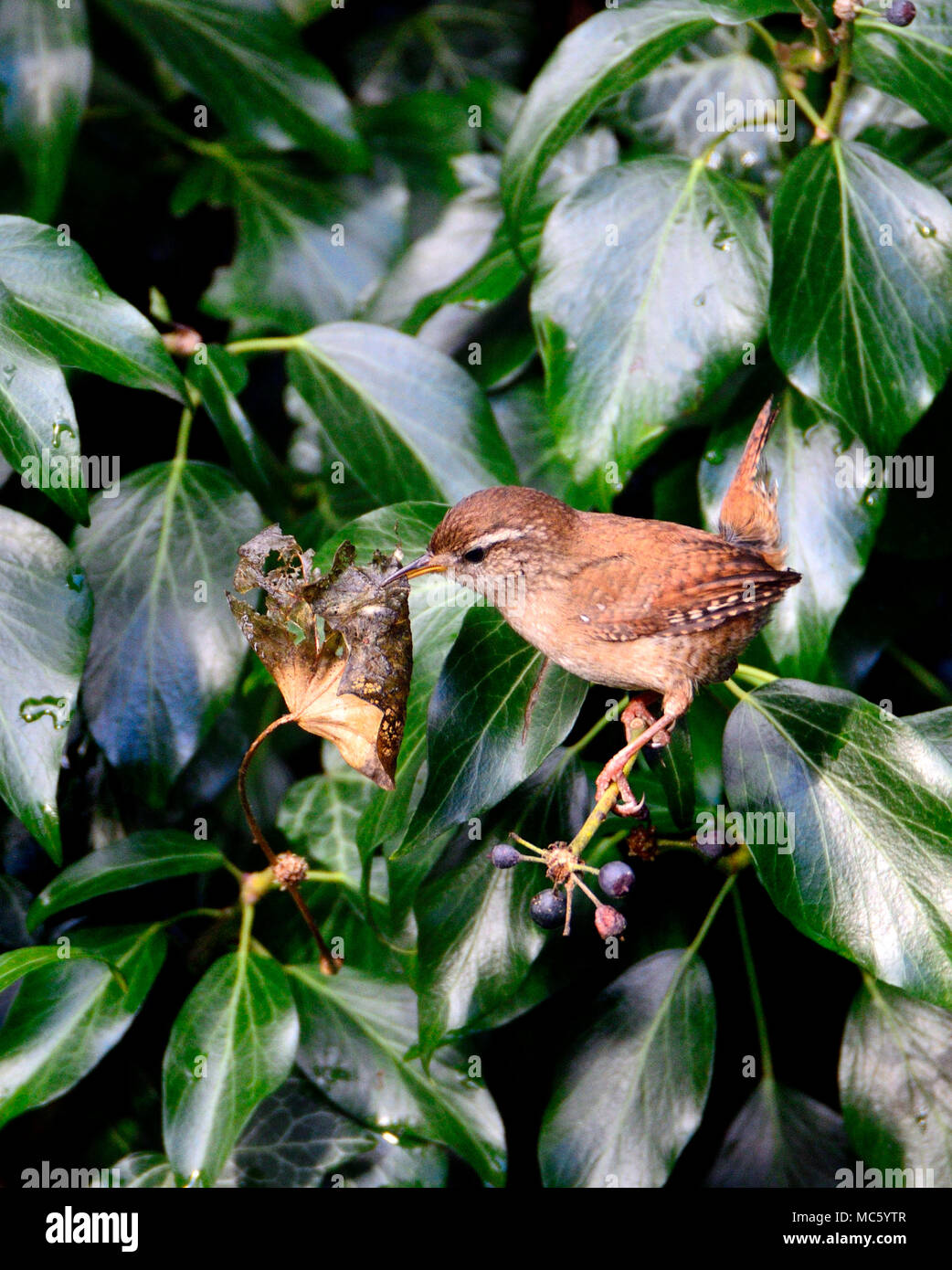 Wren nest hi-res stock photography and images - Alamy
