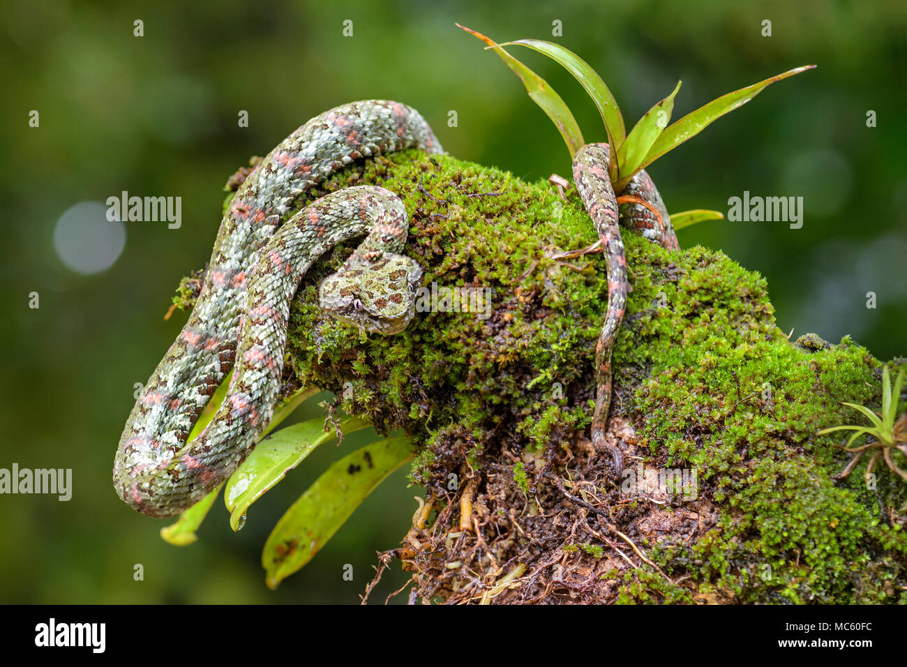 Eyelash Viper - Bothriechis schlegelii, beautiful colored venomous pit ...