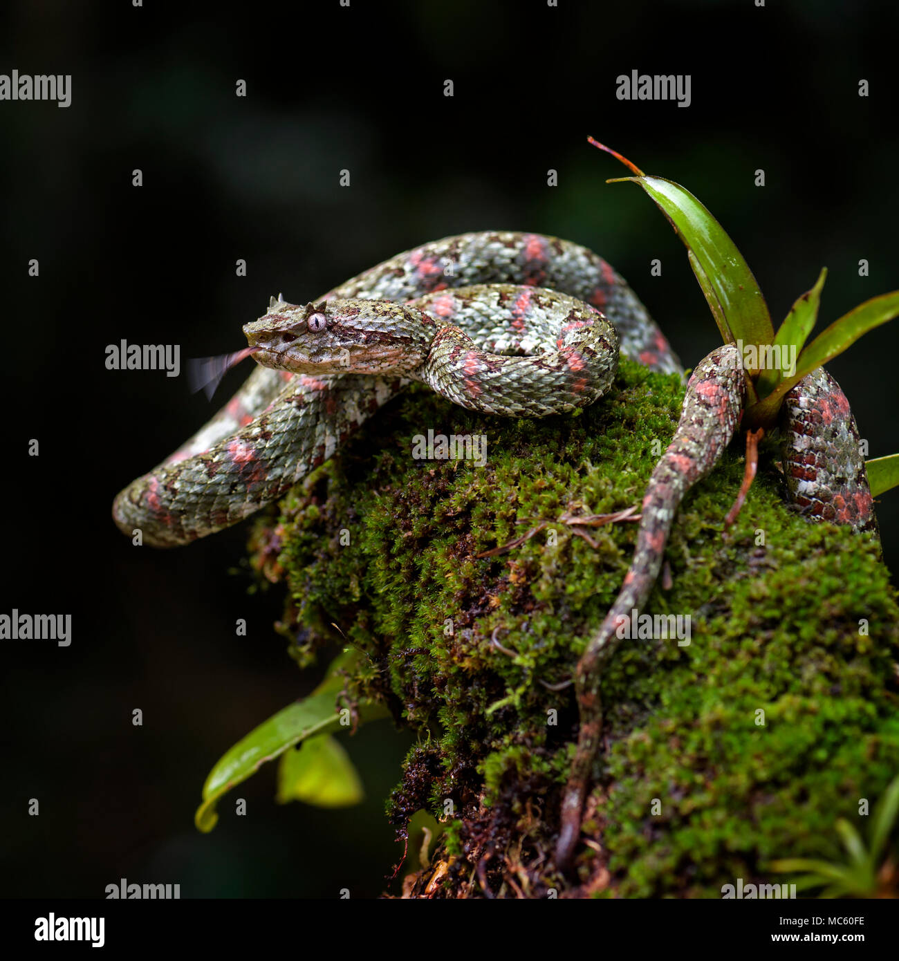 Eyelash Viper - Bothriechis schlegelii, beautiful colored venomous pit ...
