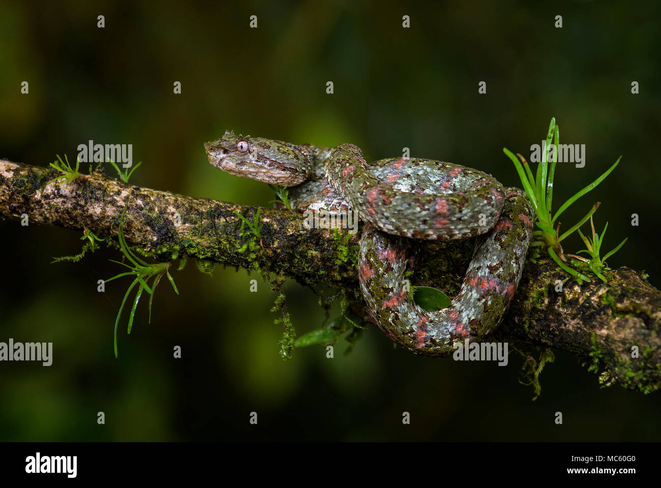 Eyelash Viper - Bothriechis schlegelii, beautiful colored venomous pit ...