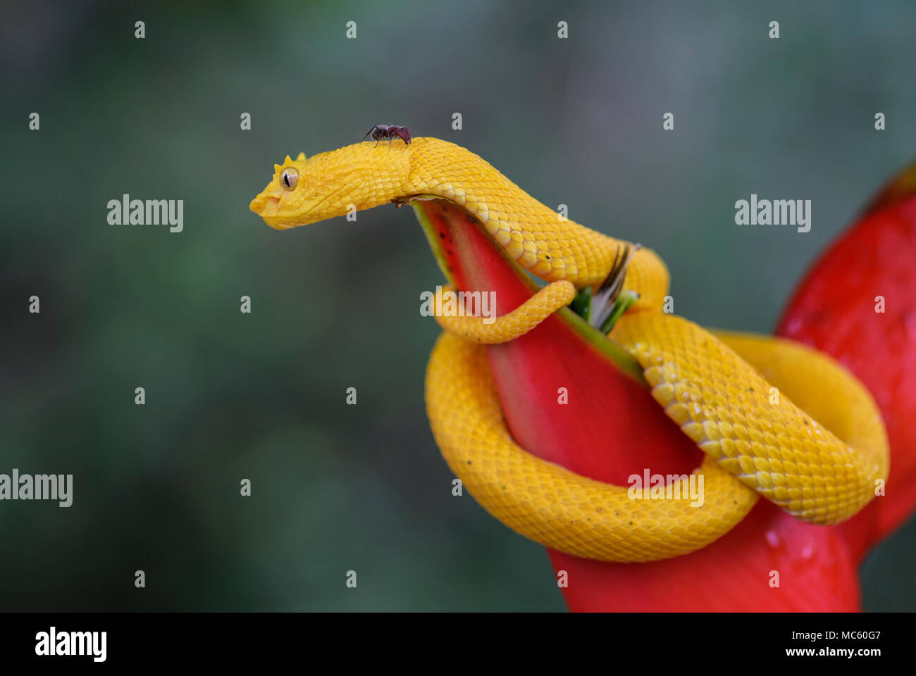 Eyelash Viper - Bothriechis schlegelii, beautiful colored venomous pit ...