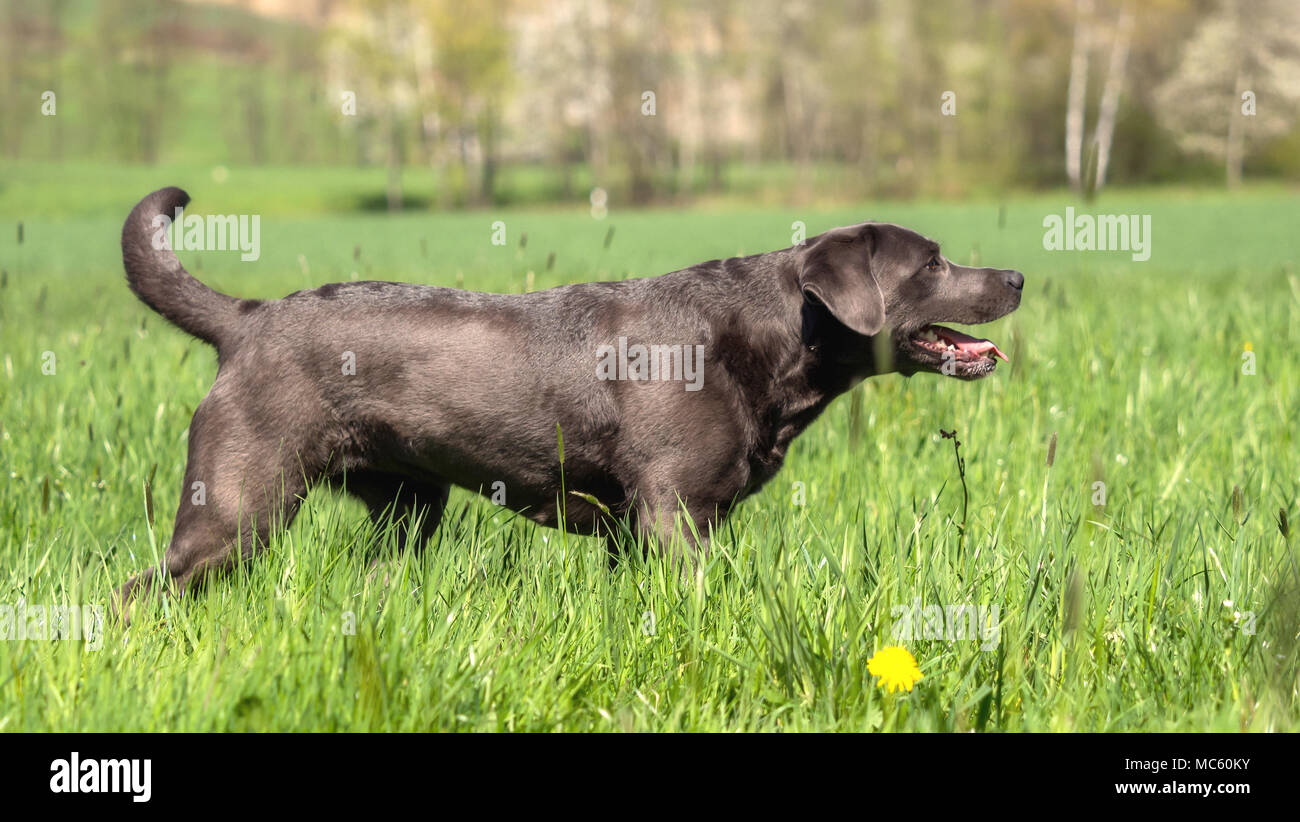 A beautiful dark Labrador Retriever plays outside Stock Photo - Alamy