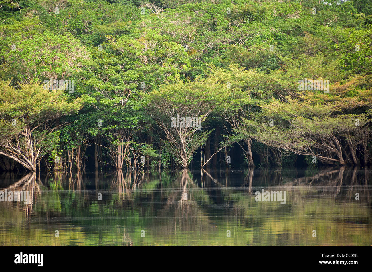 Amazon rainforest brazil landscape hi-res stock photography and images ...