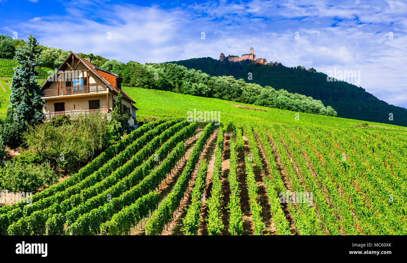 Impressive autumn landscape,view with Koenigsbourg castle and vineyards ...